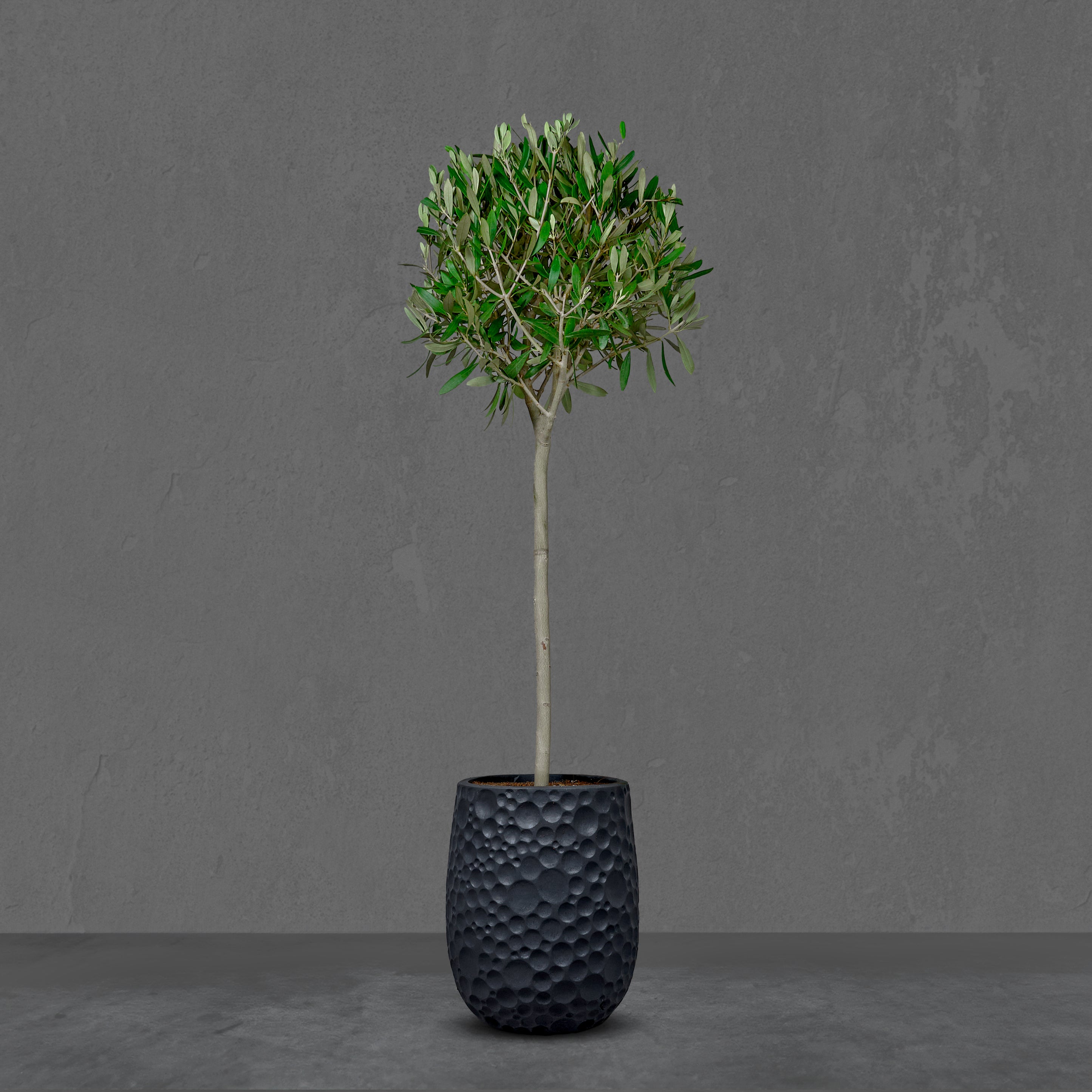 Olive Tree in Ceramic Pot – Blomma Concept