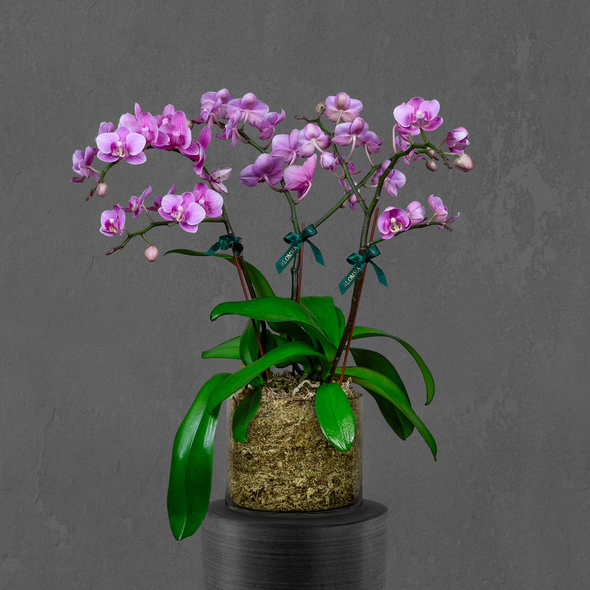 Pink Mini Orchids Arrangement in Glass Vase – Blomma Concept