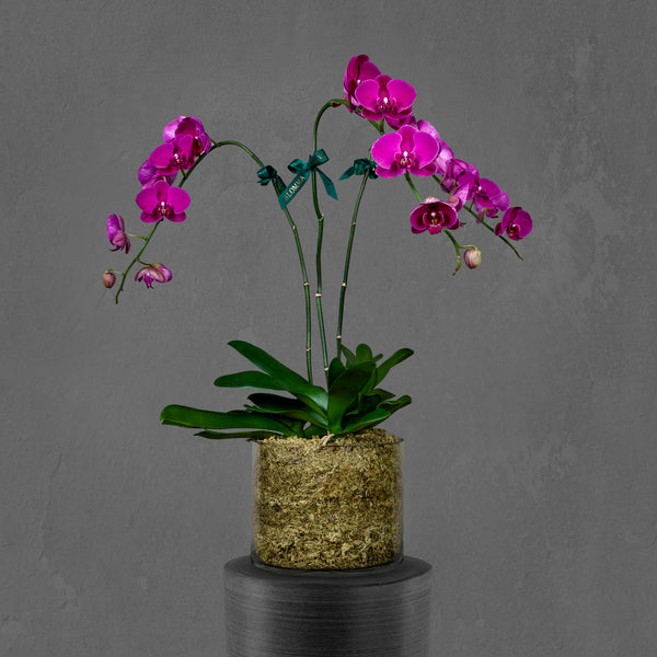 Purple Orchids Arrangement in Glass Vase – Blomma Concept